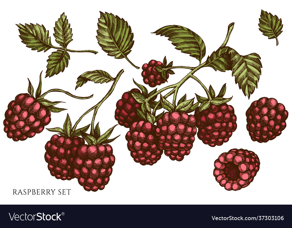 Set hand drawn colored raspberry Royalty Free Vector Image