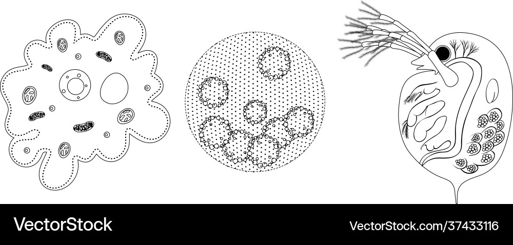 Set unicellular organism in doodle isolated Vector Image