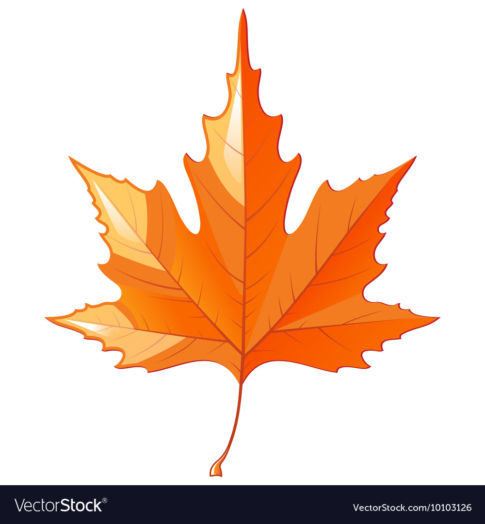 Autumn leaf Royalty Free Vector Image - VectorStock