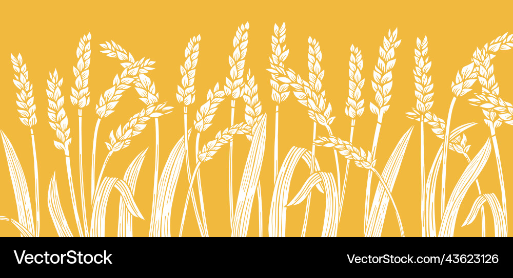Wheat ear engraved border background cereals ripe Vector Image