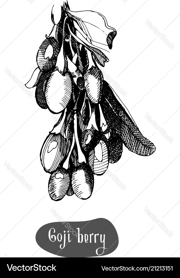 Goji berries isolated on the white background Vector Image