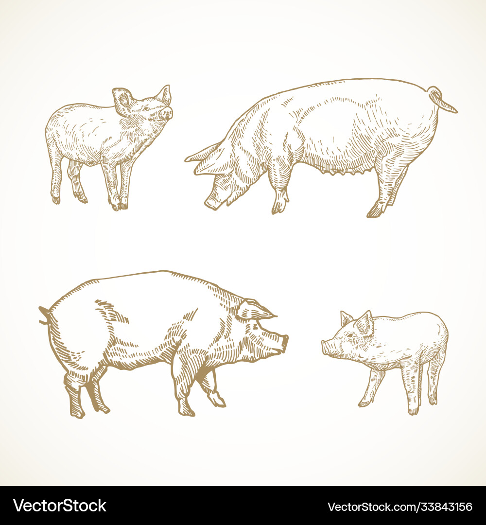 Pig hog and piggies hand drawn Royalty Free Vector Image