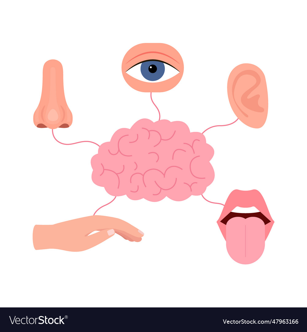 Brain connection with five human senses hearing Vector Image