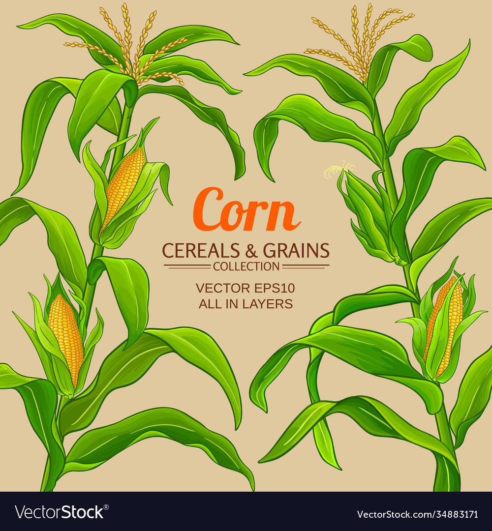 Corn frame Royalty Free Vector Image - VectorStock