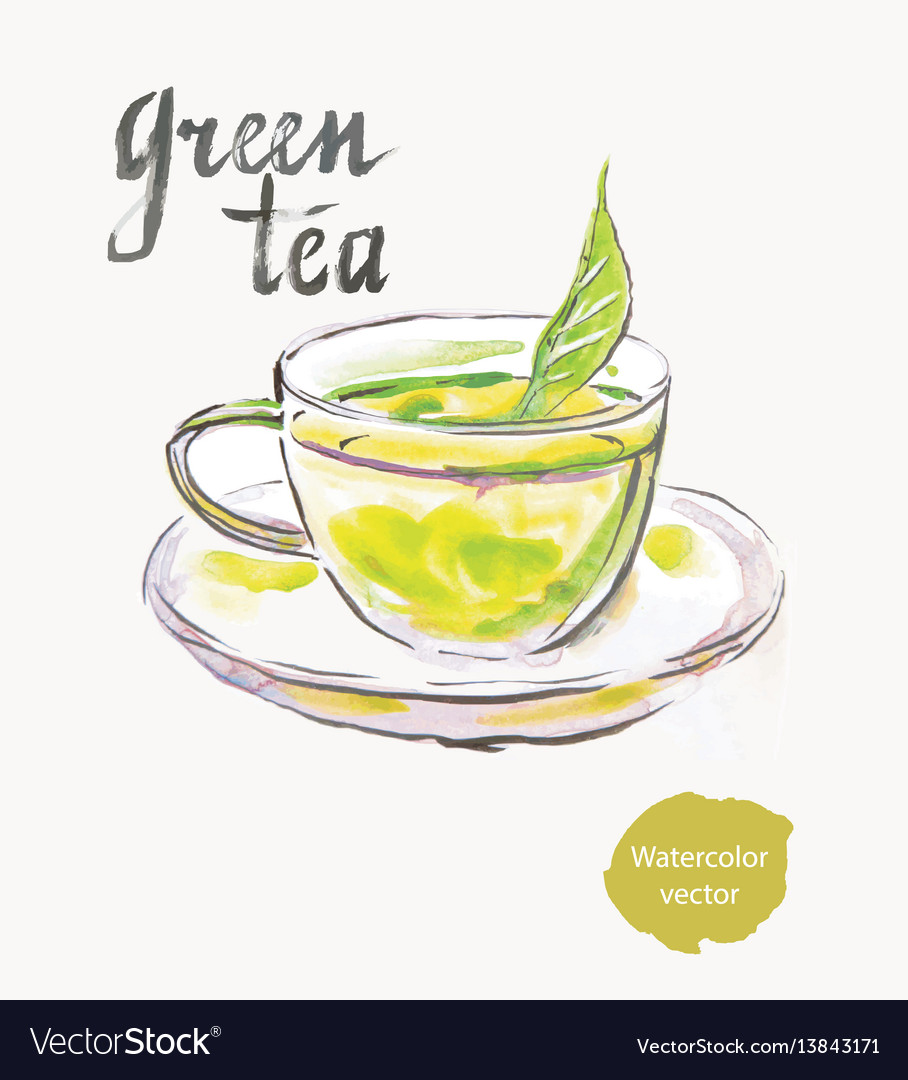 Green tea watercolor Royalty Free Vector Image