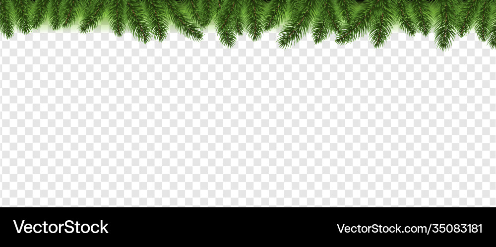 Christmas fir tree border transparent background Vector Image