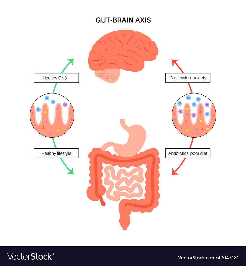 Gut brain connection Royalty Free Vector Image Gut brain connection Royalty Free Vector Image
