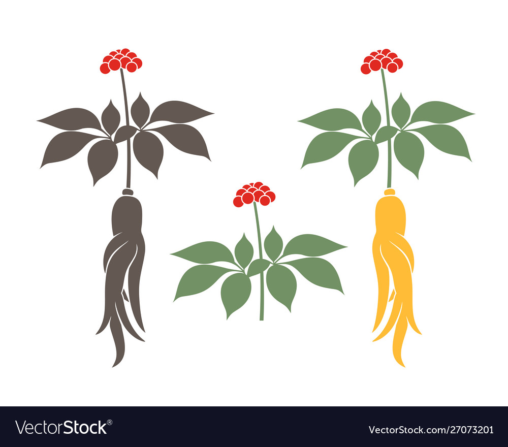 Ginseng Royalty Free Vector Image - VectorStock