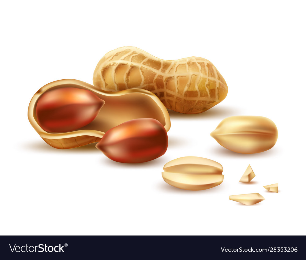 Realistic peanut in nutshell kernel shell Vector Image