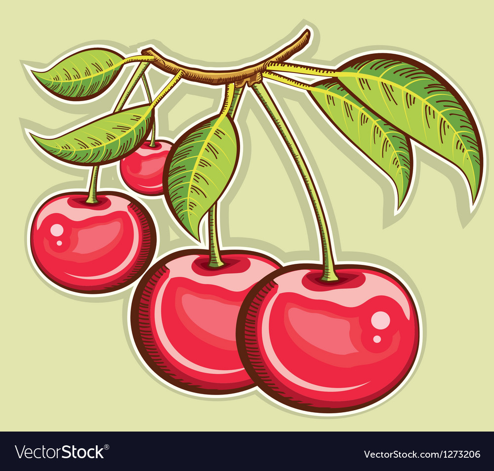 Red cherries Royalty Free Vector Image - VectorStock