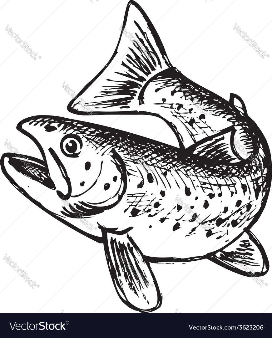 Trout Royalty Free Vector Image - VectorStock