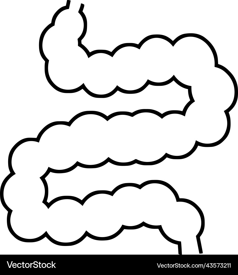 Intestine internal human organ long gut Royalty Free Vector