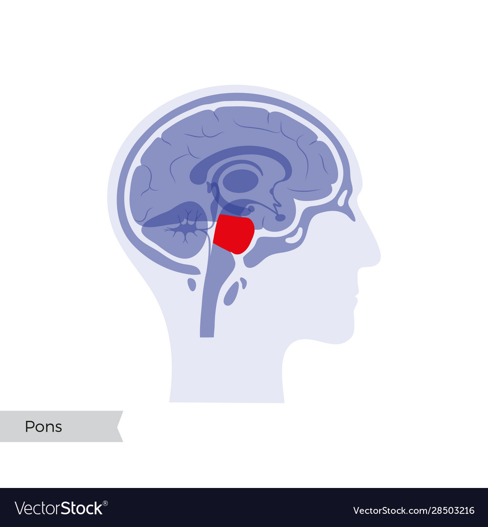 Isolated pons Royalty Free Vector Image - VectorStock