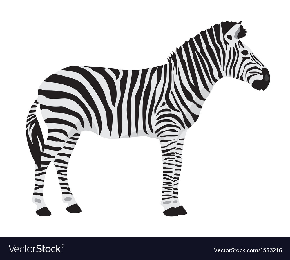 Zebra Royalty Free Vector Image - VectorStock