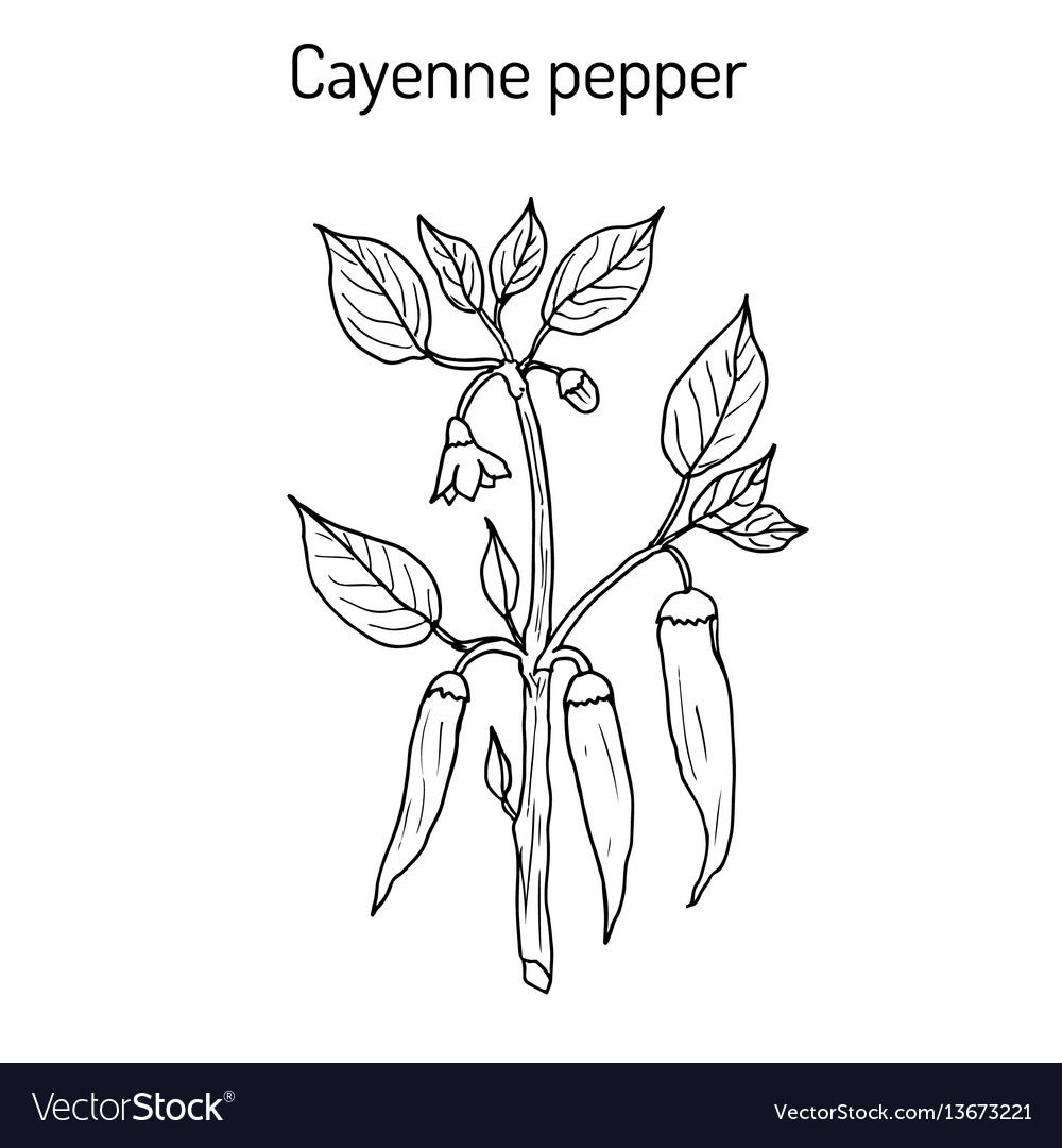 Chilli pepper capsicum annuum Royalty Free Vector Image