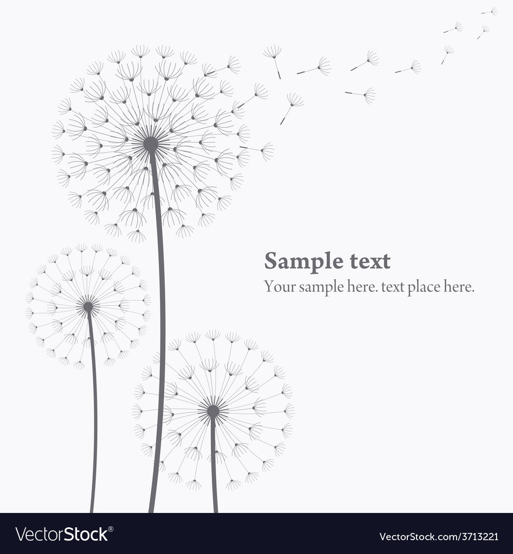 Dandelion Royalty Free Vector Image - VectorStock