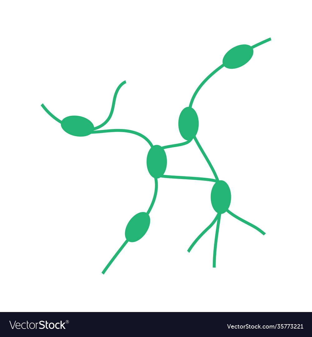 Lymph nodes concept Royalty Free Vector Image - VectorStock