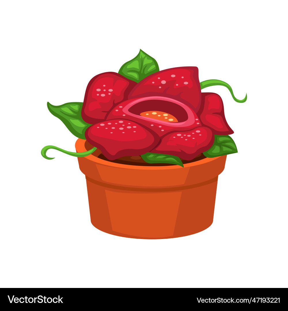 Rafflesia arnoldii carnivorous plant on pot Vector Image
