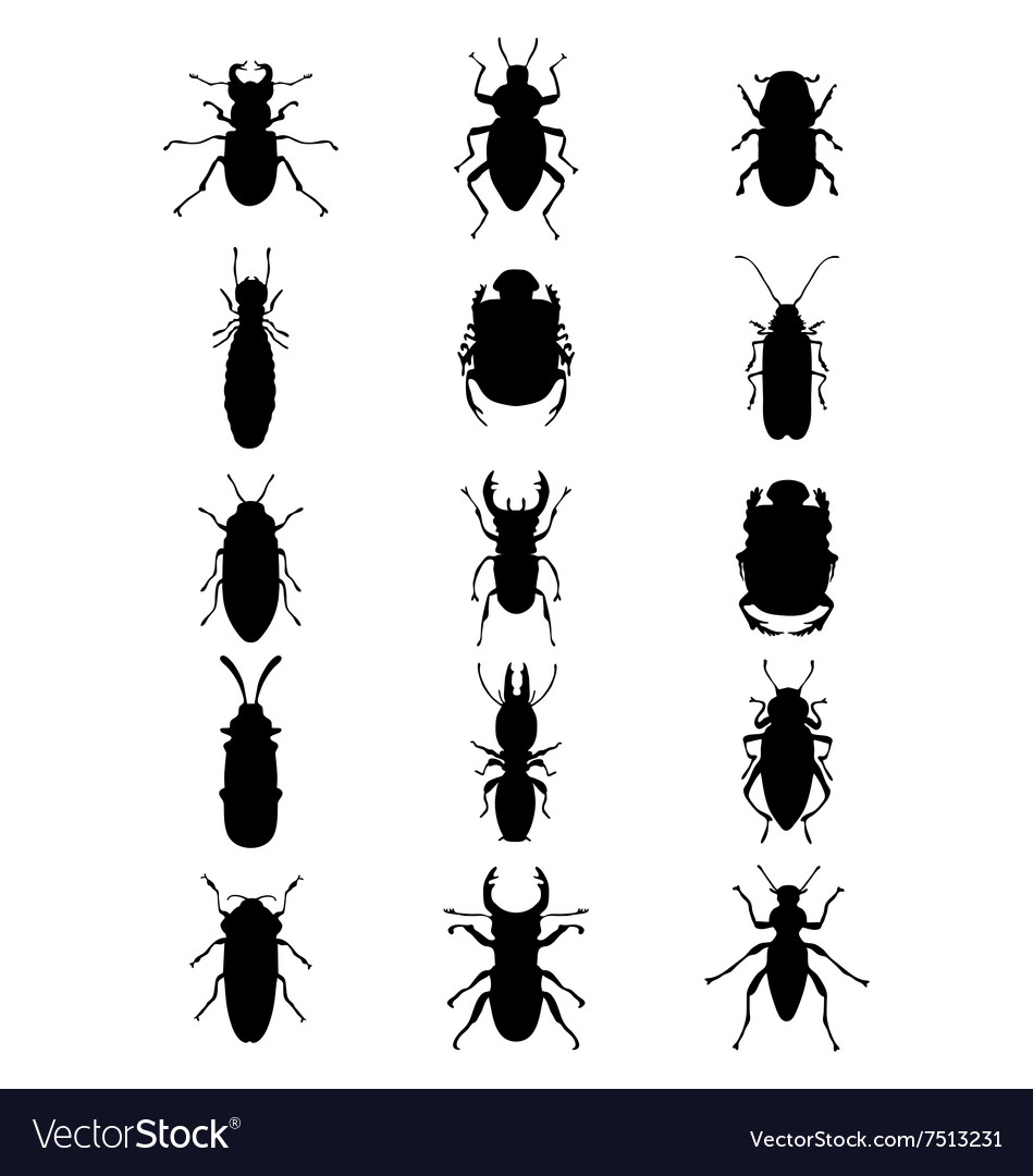Bugs Royalty Free Vector Image - VectorStock