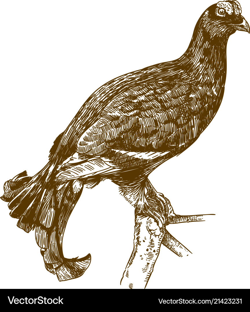 Engraving drawing of black grouse Royalty Free Vector Image
