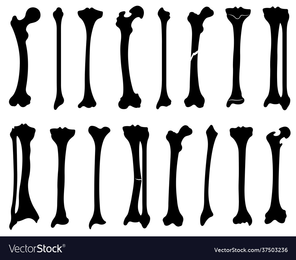 Set human leg bones Royalty Free Vector Image - VectorStock