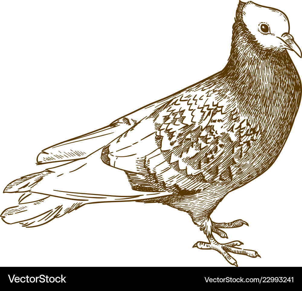 Engraving pigeon bird Royalty Free Vector Image