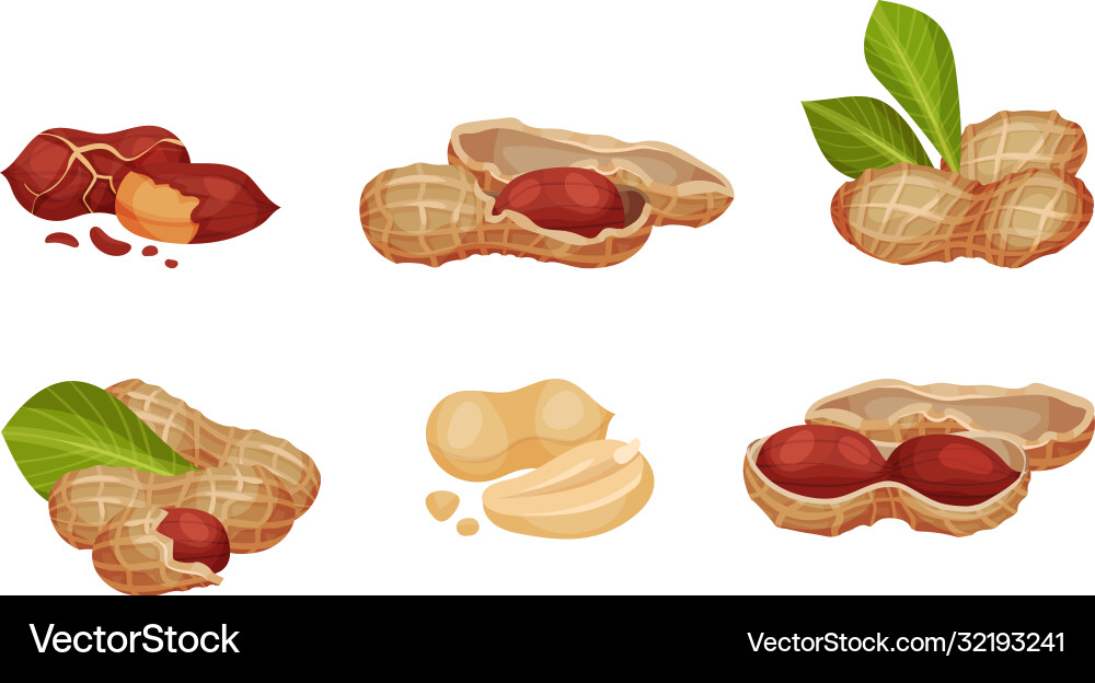 Peanut or groundnut legume plant pod with seed Vector Image