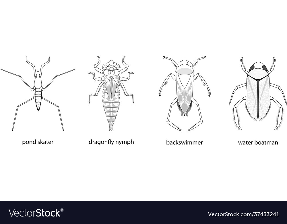 Set different types bugs and beetles Royalty Free Vector