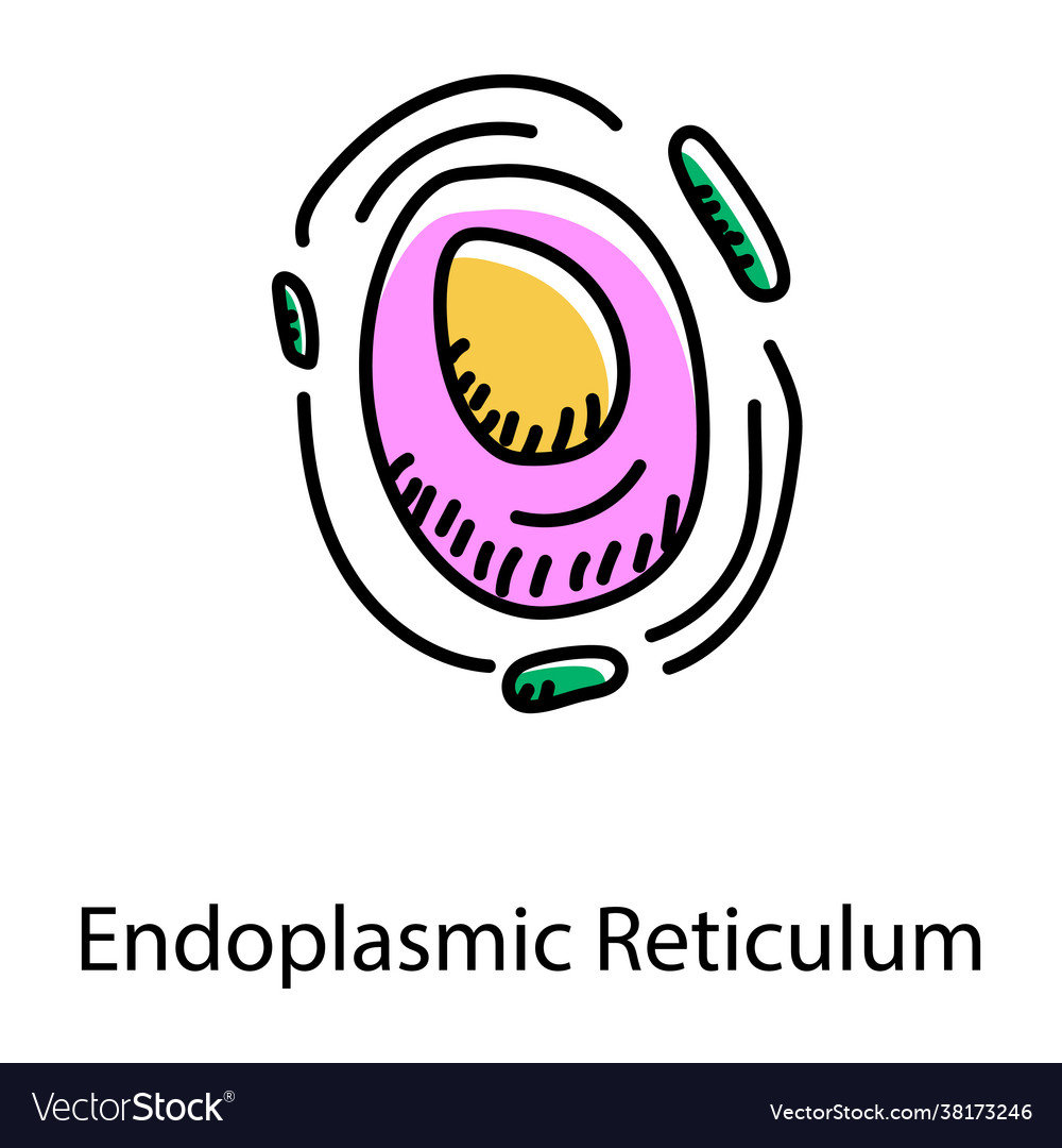 Endoplasmic reticulum Royalty Free Vector Image