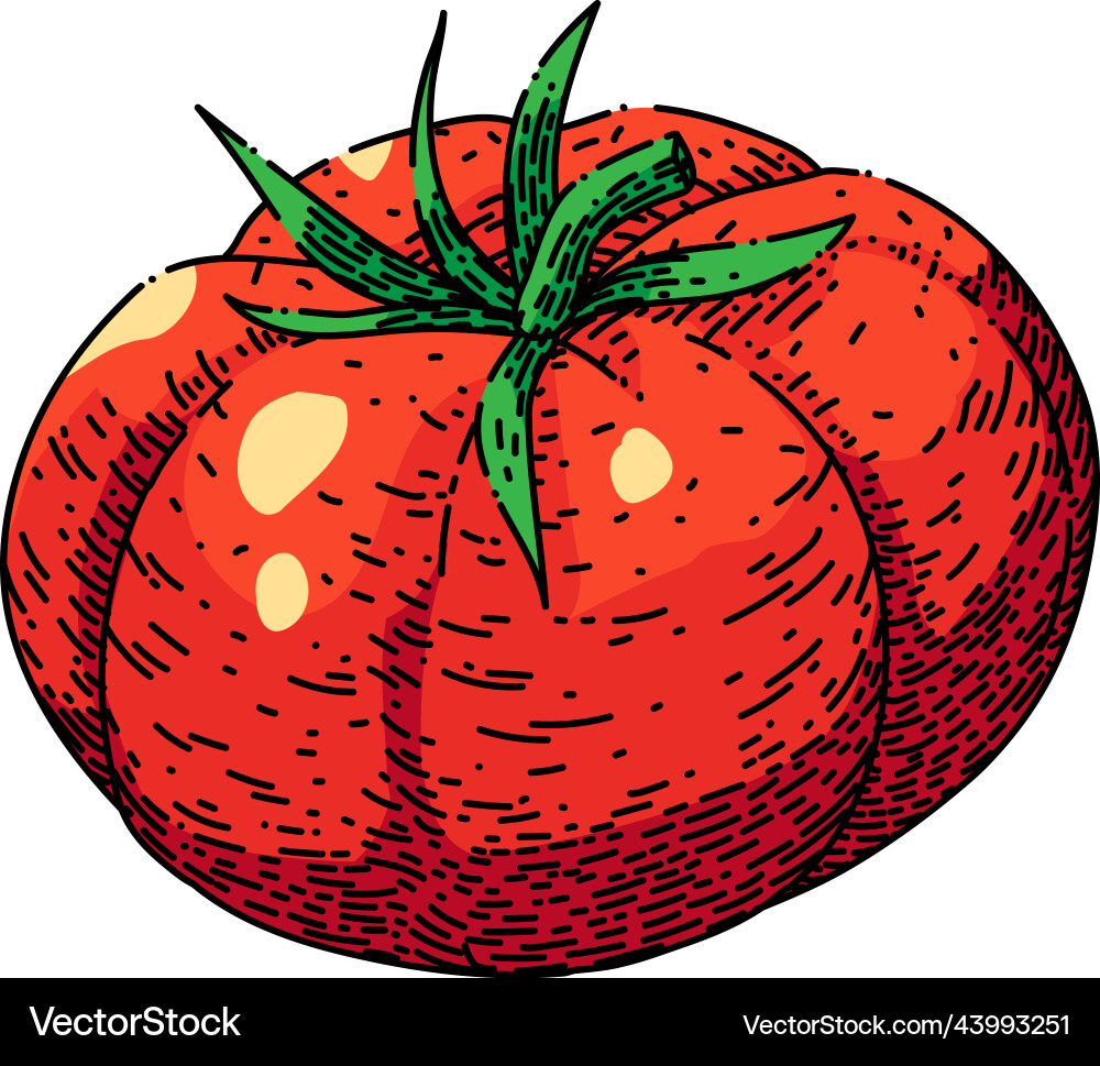 Tomato food sketch hand drawn Royalty Free Vector Image