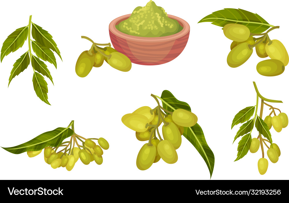 Neem plant with leafy branches and fruits Vector Image