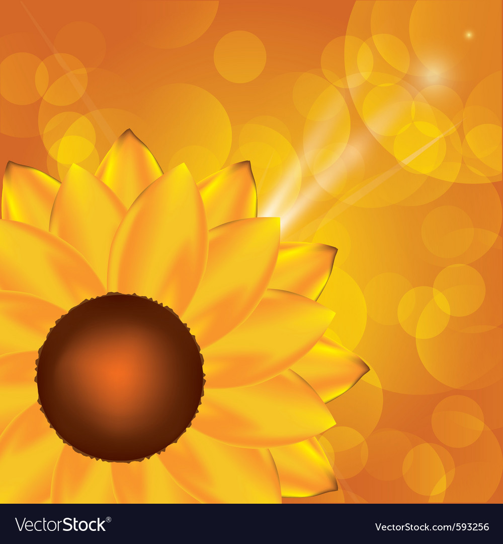 Sunflower Royalty Free Vector Image - VectorStock