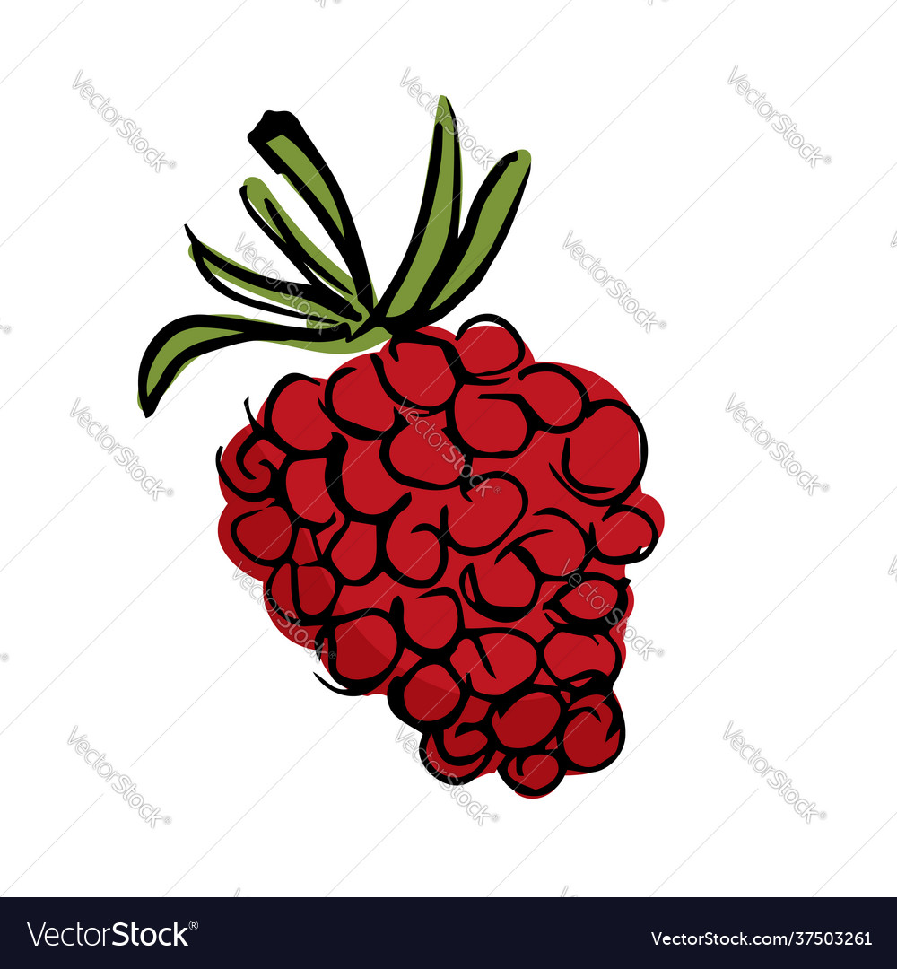 Hand drawn raspberry isolated Royalty Free Vector Image