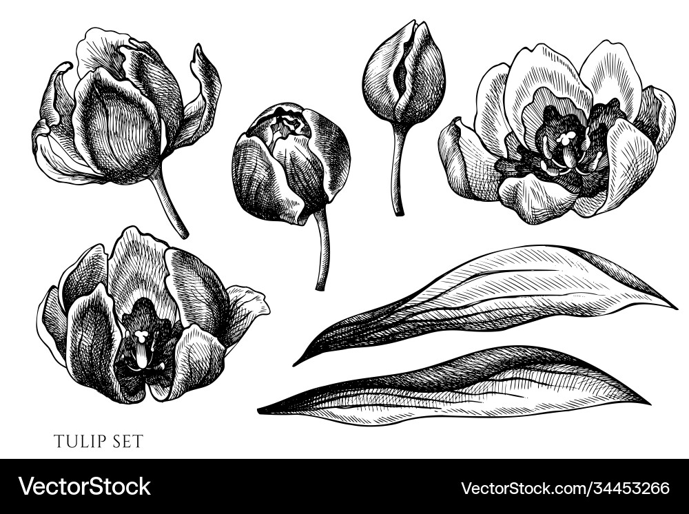 Set hand drawn black and white tulip Royalty Free Vector