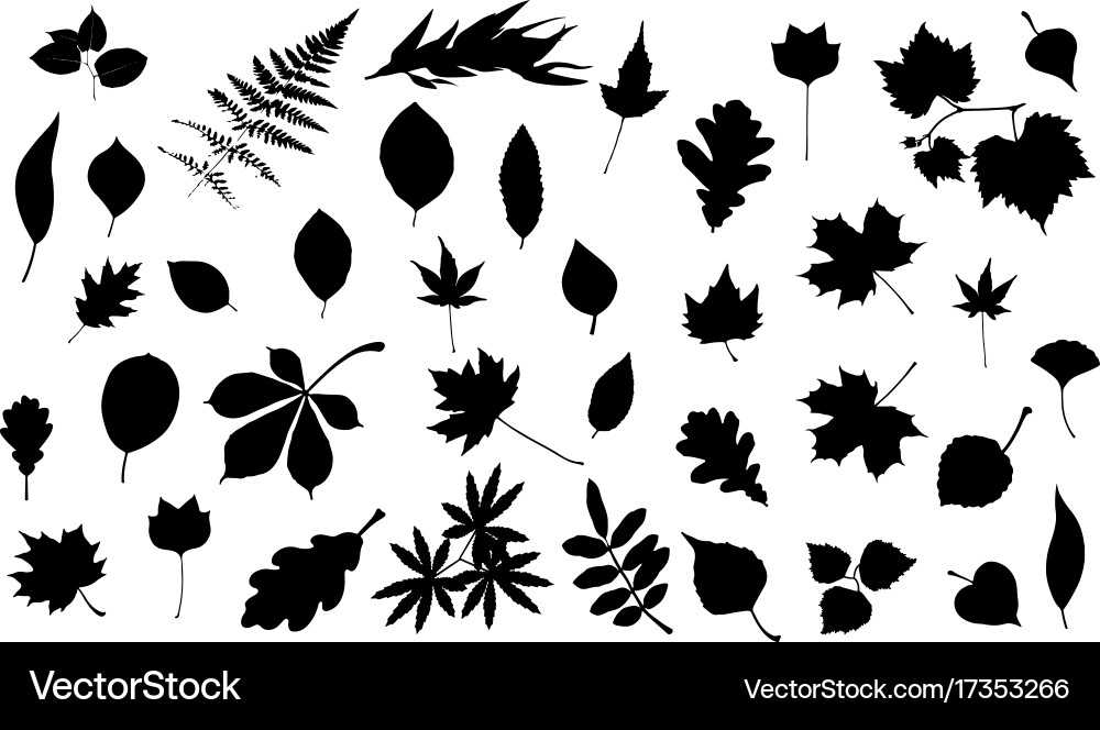 Silhouettes of tree leaves Royalty Free Vector Image