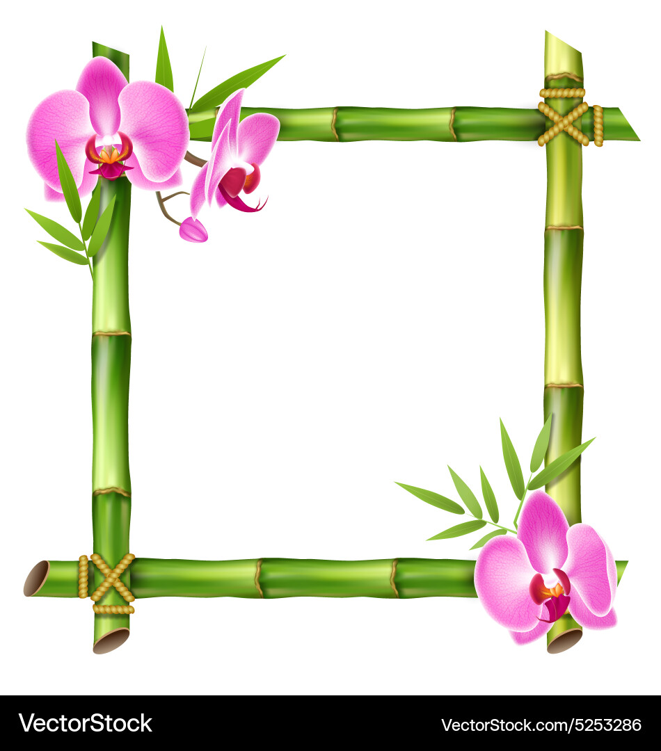 Green bamboo frame with pink orchid flowers Vector Image