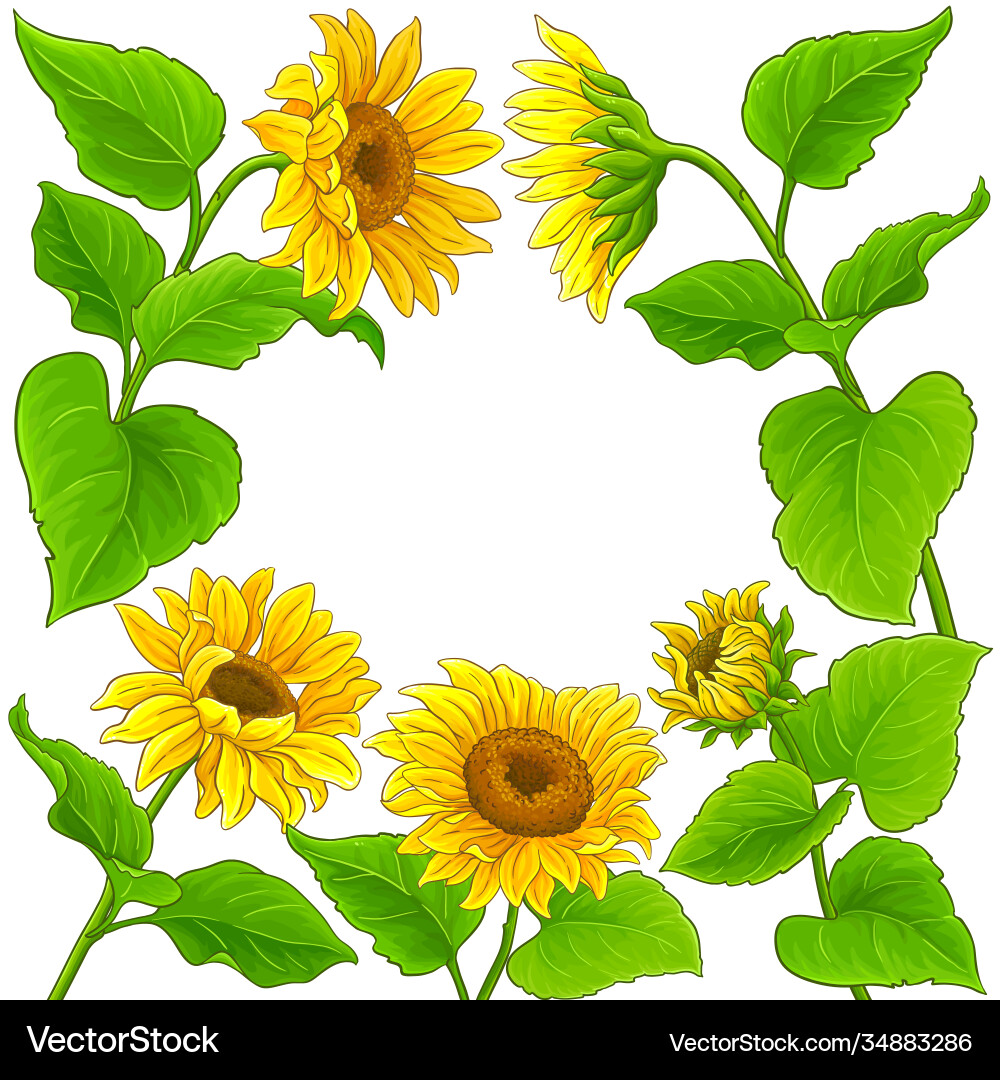 Sunflower frame Royalty Free Vector Image - VectorStock