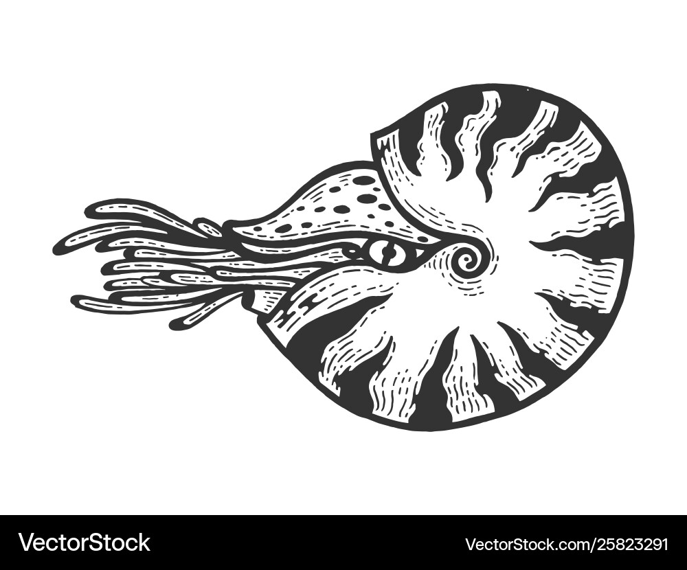 Nautilus sea animal engraving Royalty Free Vector Image