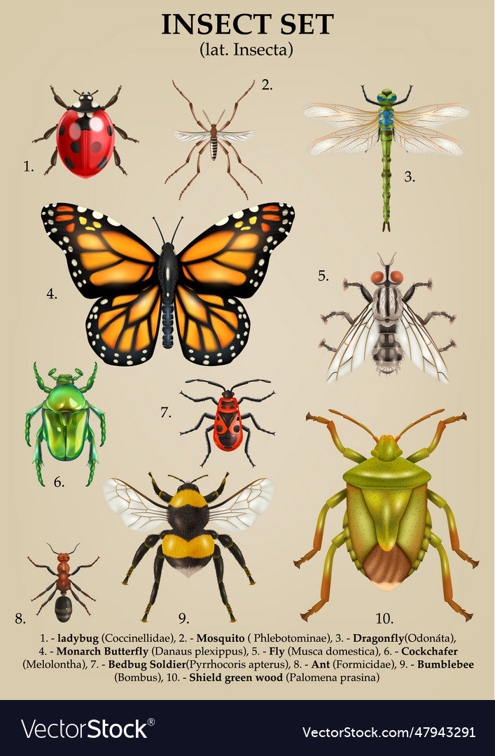 Realistic insect text set Royalty Free Vector Image