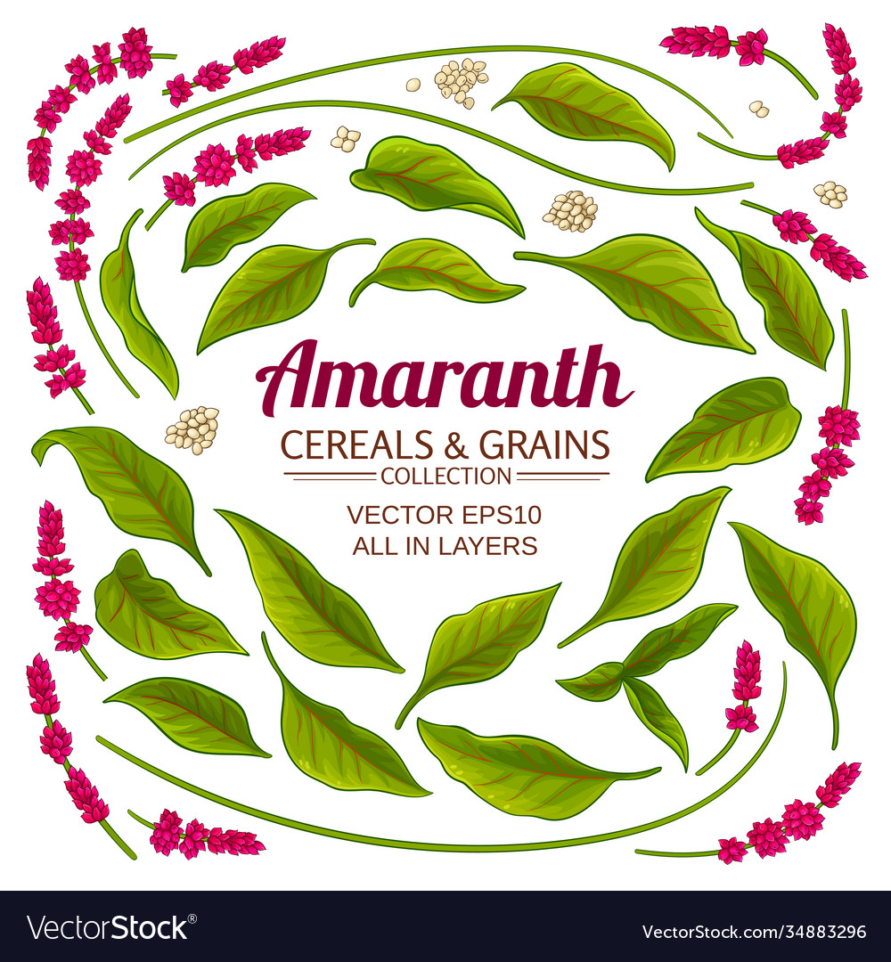 Amaranth elements set on white background Vector Image