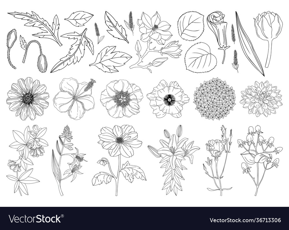 Collection set botanical design elements Vector Image