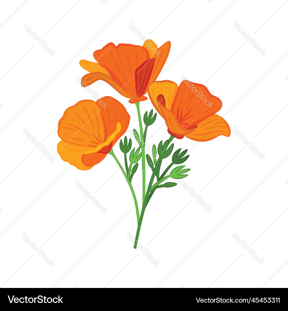California state flower poppy Royalty Free Vector Image