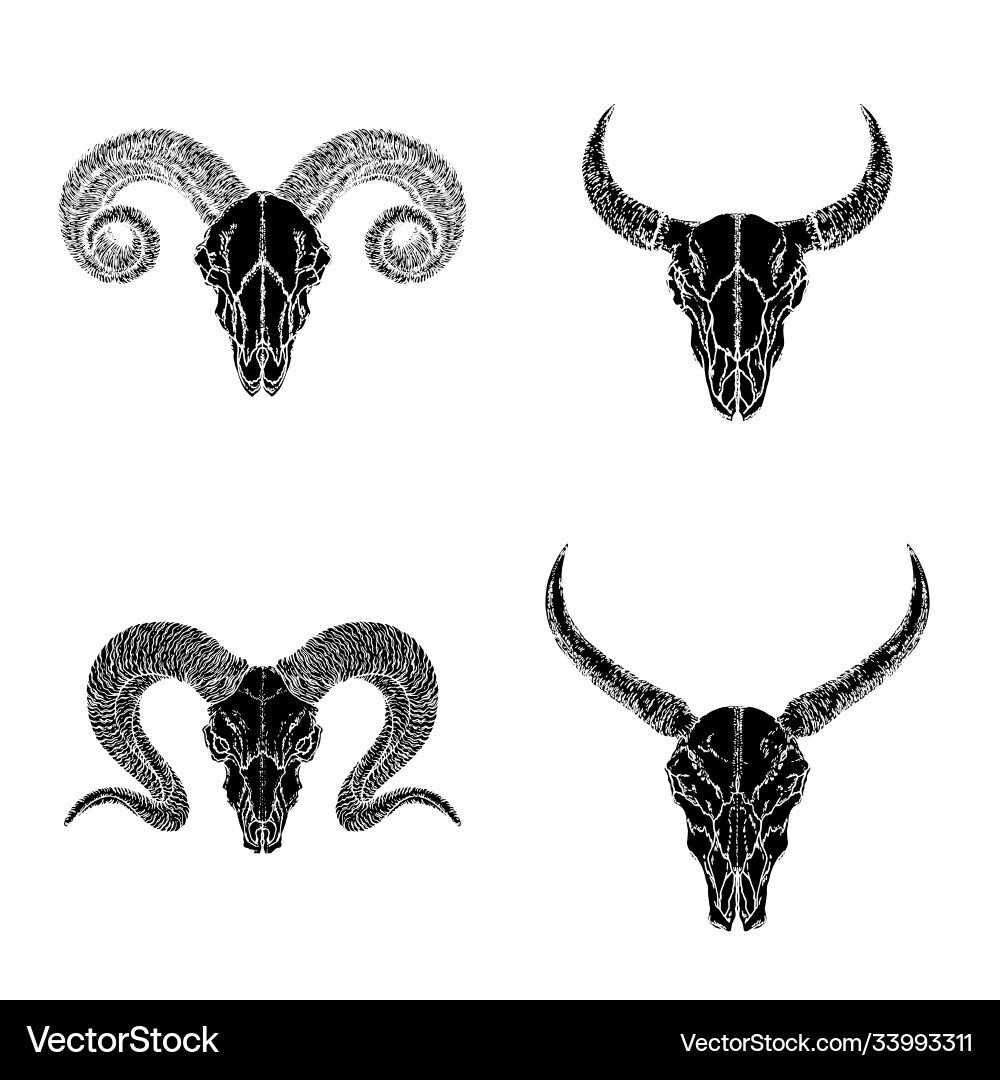 Set hand drawn skulls horned animals wild Vector Image