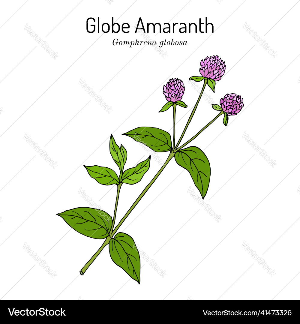 Globe amaranth or makhmali gomphrena globosa Vector Image