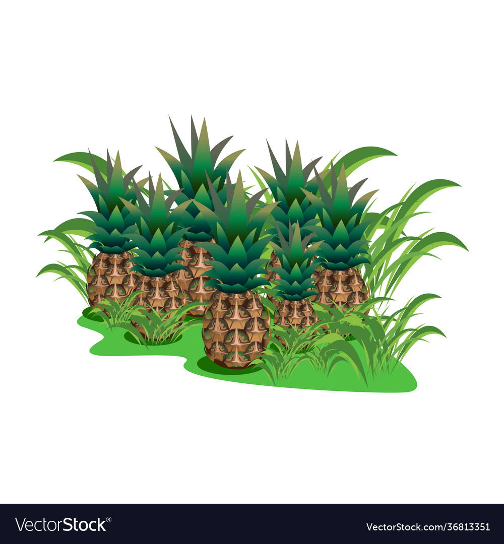 Pineapple Royalty Free Vector Image - VectorStock