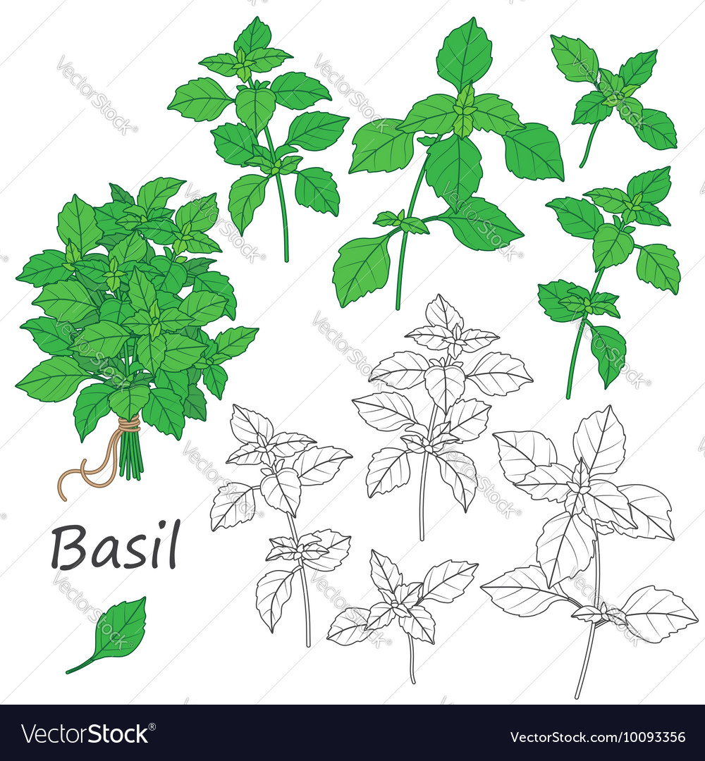 Basil set Royalty Free Vector Image - VectorStock