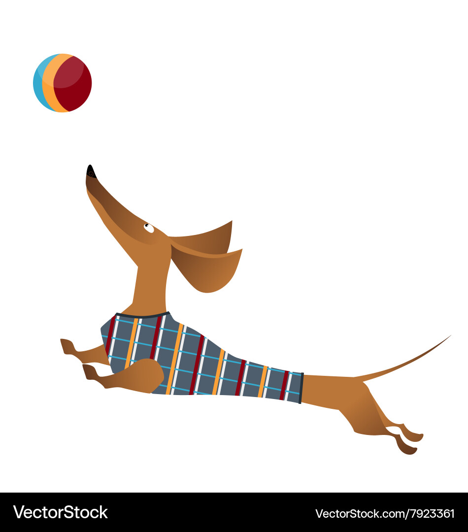Cartoon jumping dachshund dog Royalty Free Vector Image