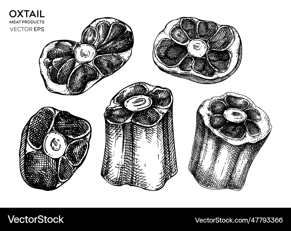 Raw oxtail with meat sketches set hand drawn tail Vector Image