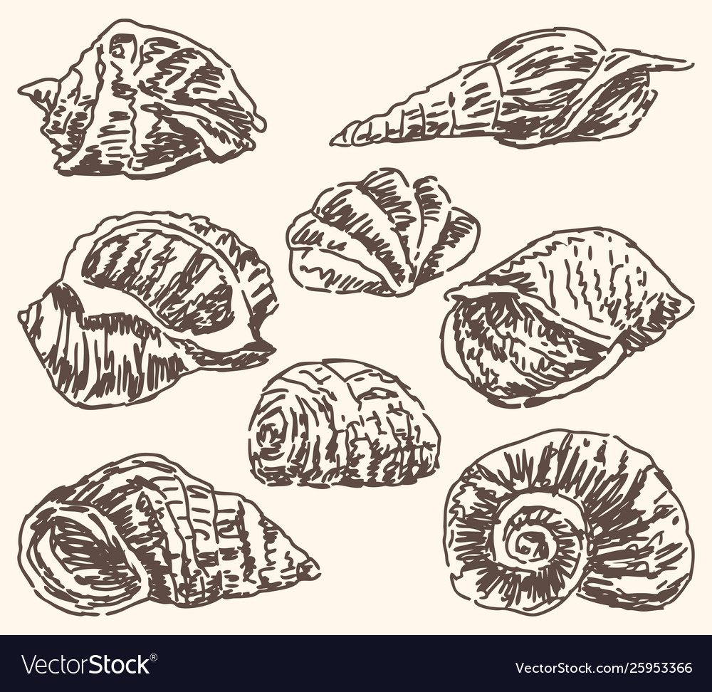 Seashells doodle Royalty Free Vector Image - VectorStock