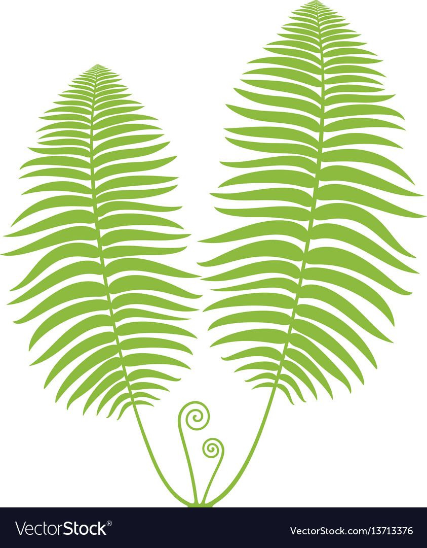 Fern Royalty Free Vector Image - VectorStock